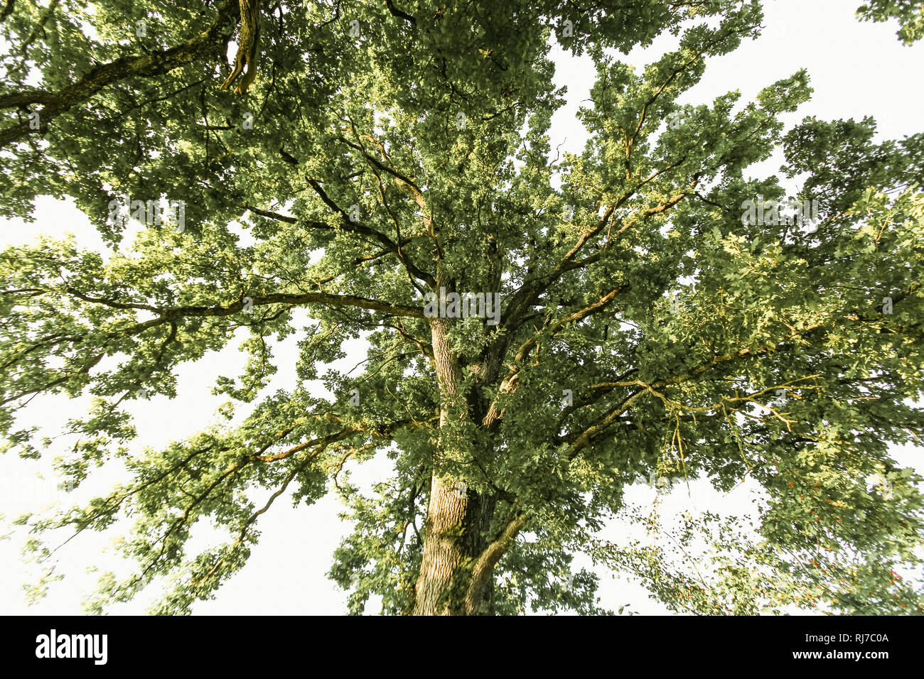 Grosse Blatter Baum