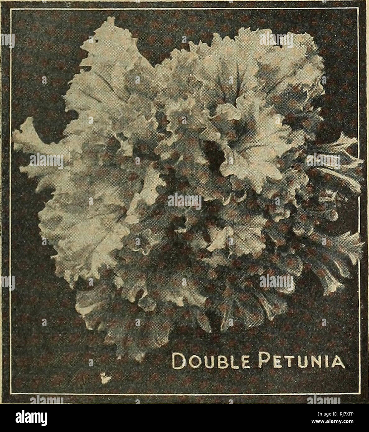 . Childs' 1924. Verkaufskataloge Samen; Baumschulen (Gartenbau ...