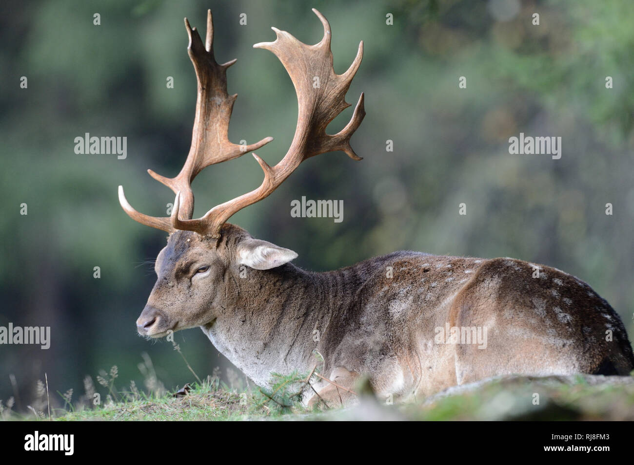Dama dama paarhufer -Fotos und -Bildmaterial in hoher Auflösung – Alamy