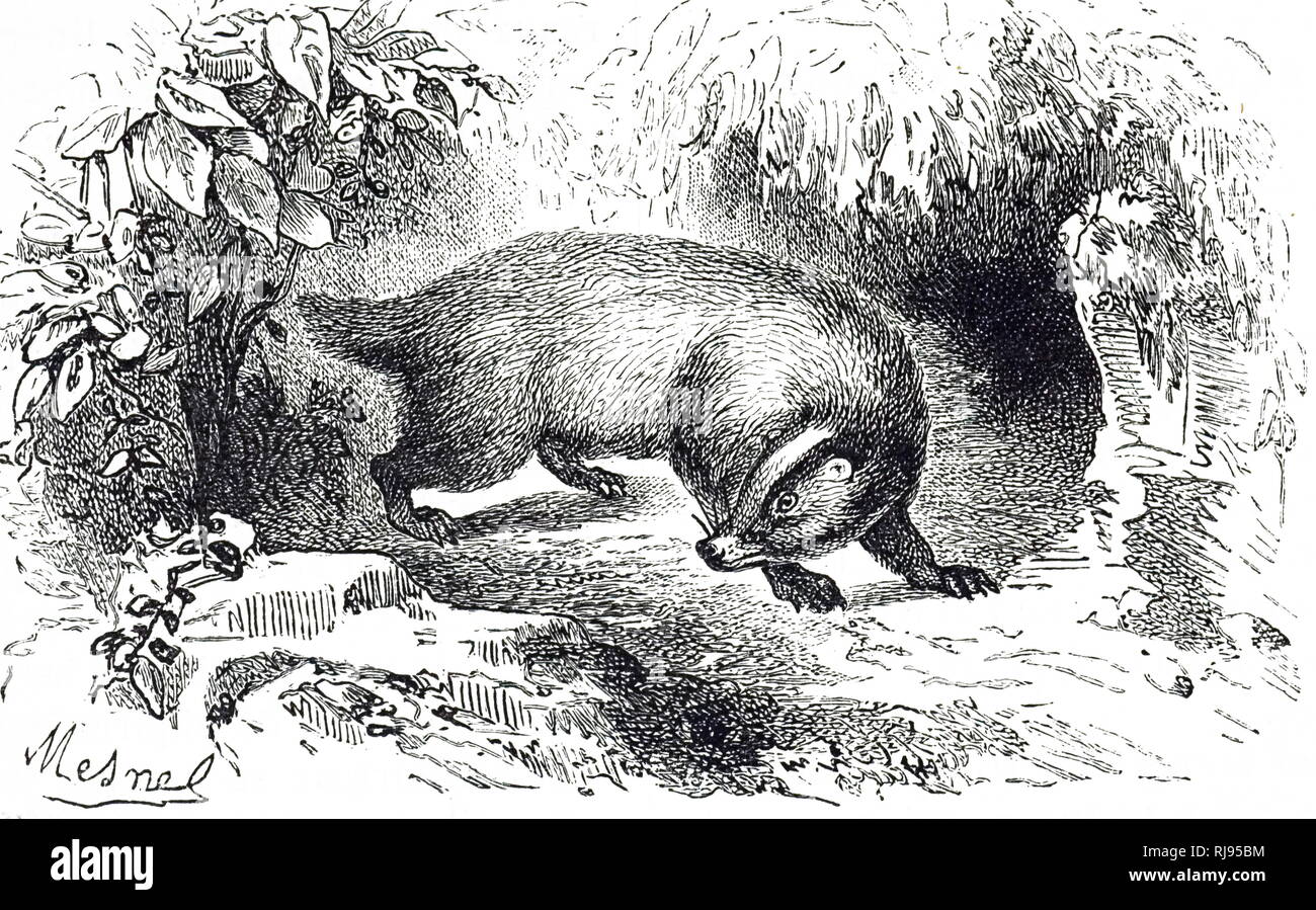 Ein kupferstich mit der Darstellung eines Dachs. Dachse sind ...
