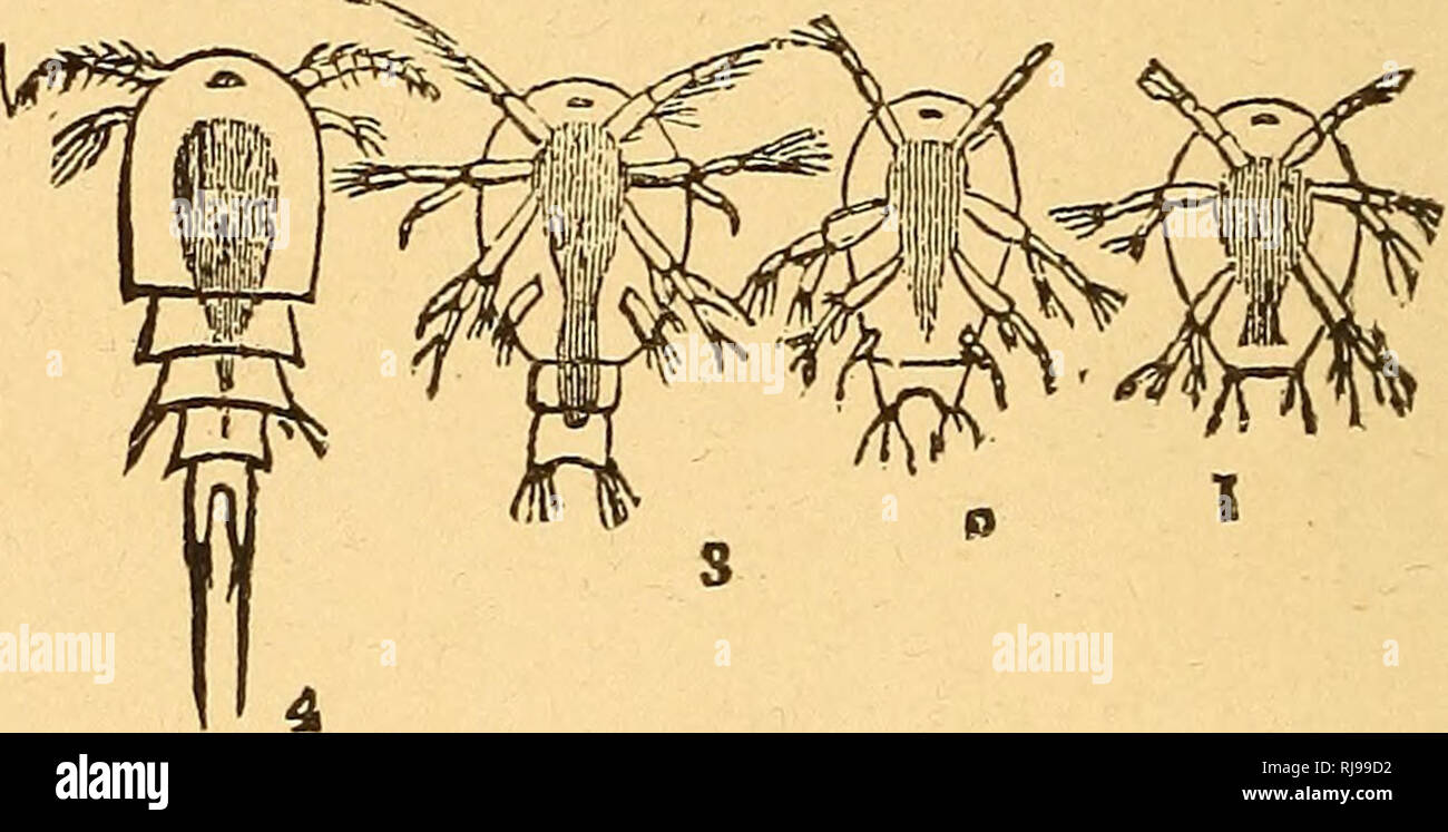 Daphnien gattung Stockfotos und -bilder Kaufen - Alamy