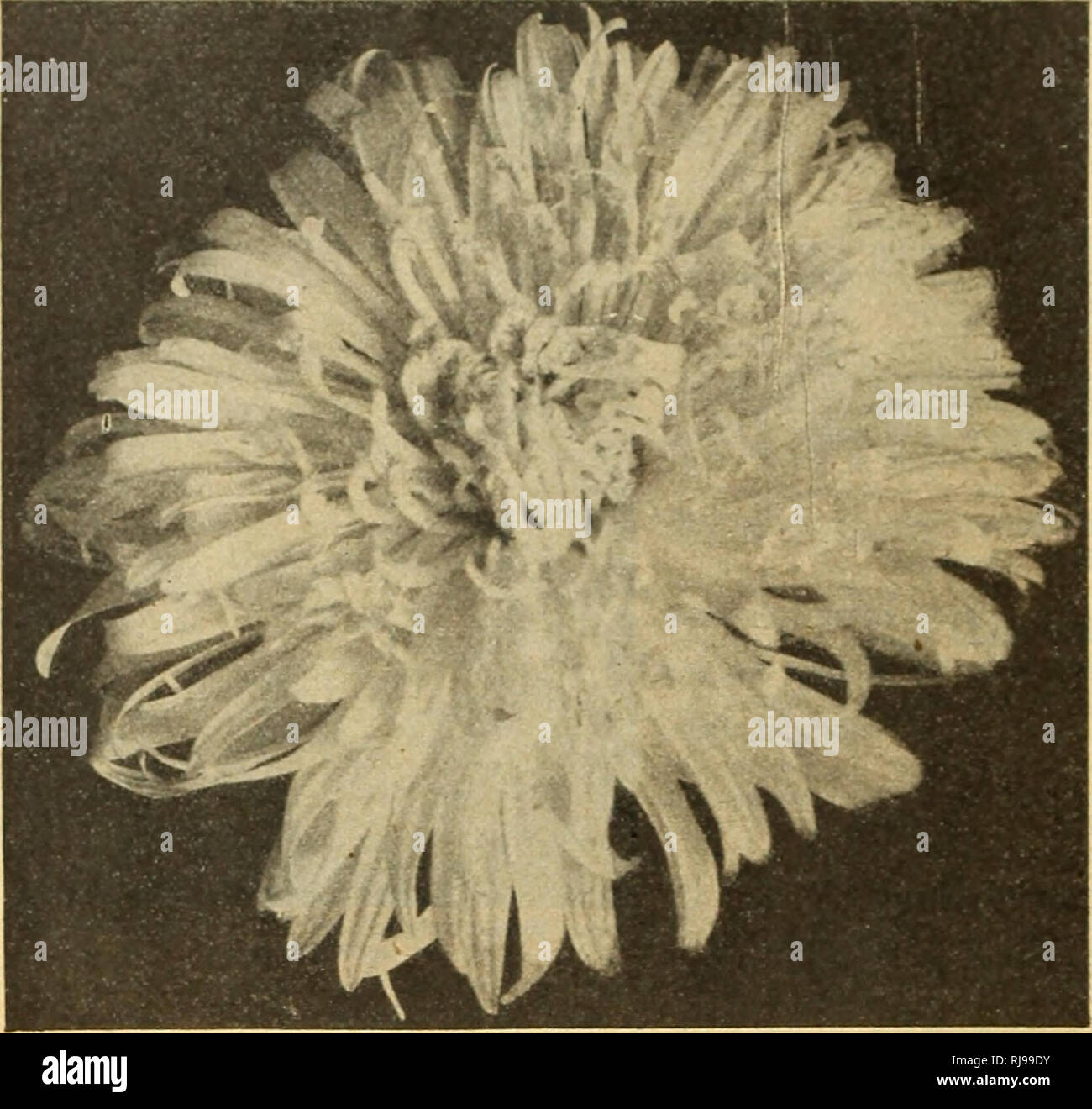 . Childs' 1924. Verkaufskataloge Samen; Baumschulen (Gartenbau ...