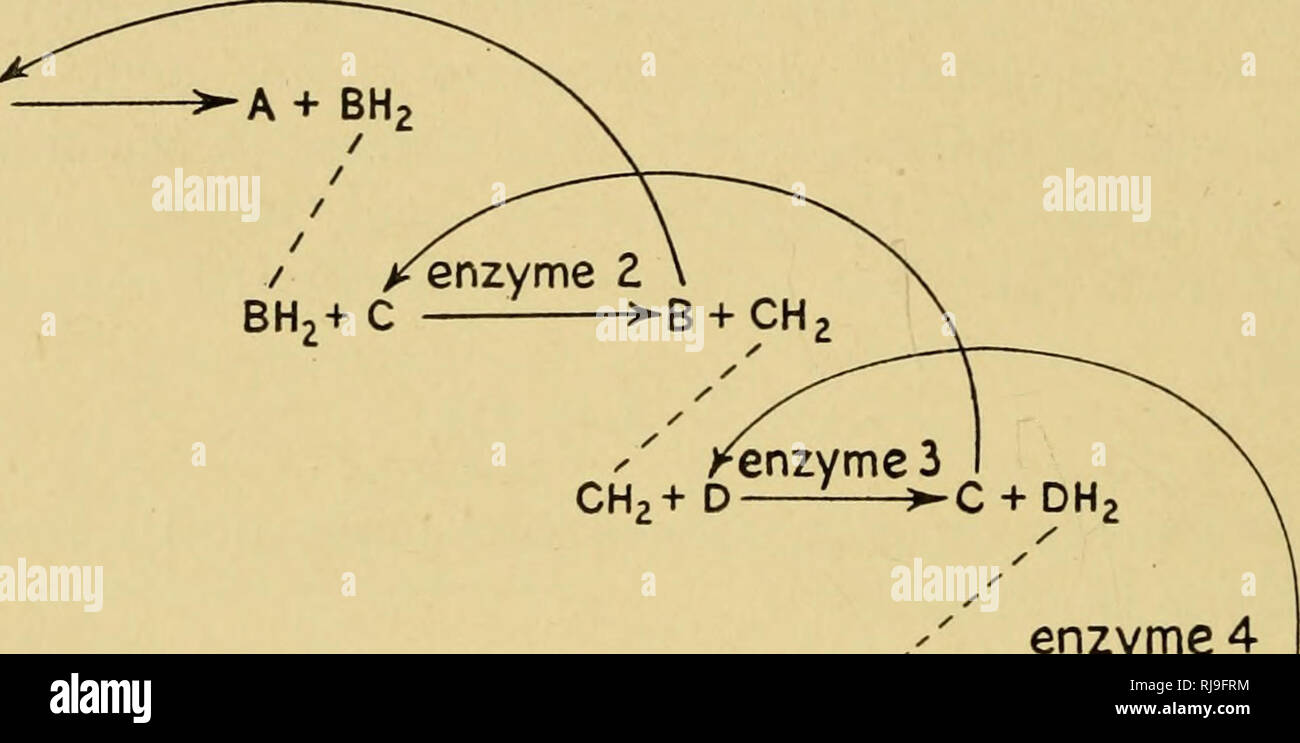 Bacterial enzyme -Fotos und -Bildmaterial in hoher Auflösung – Alamy