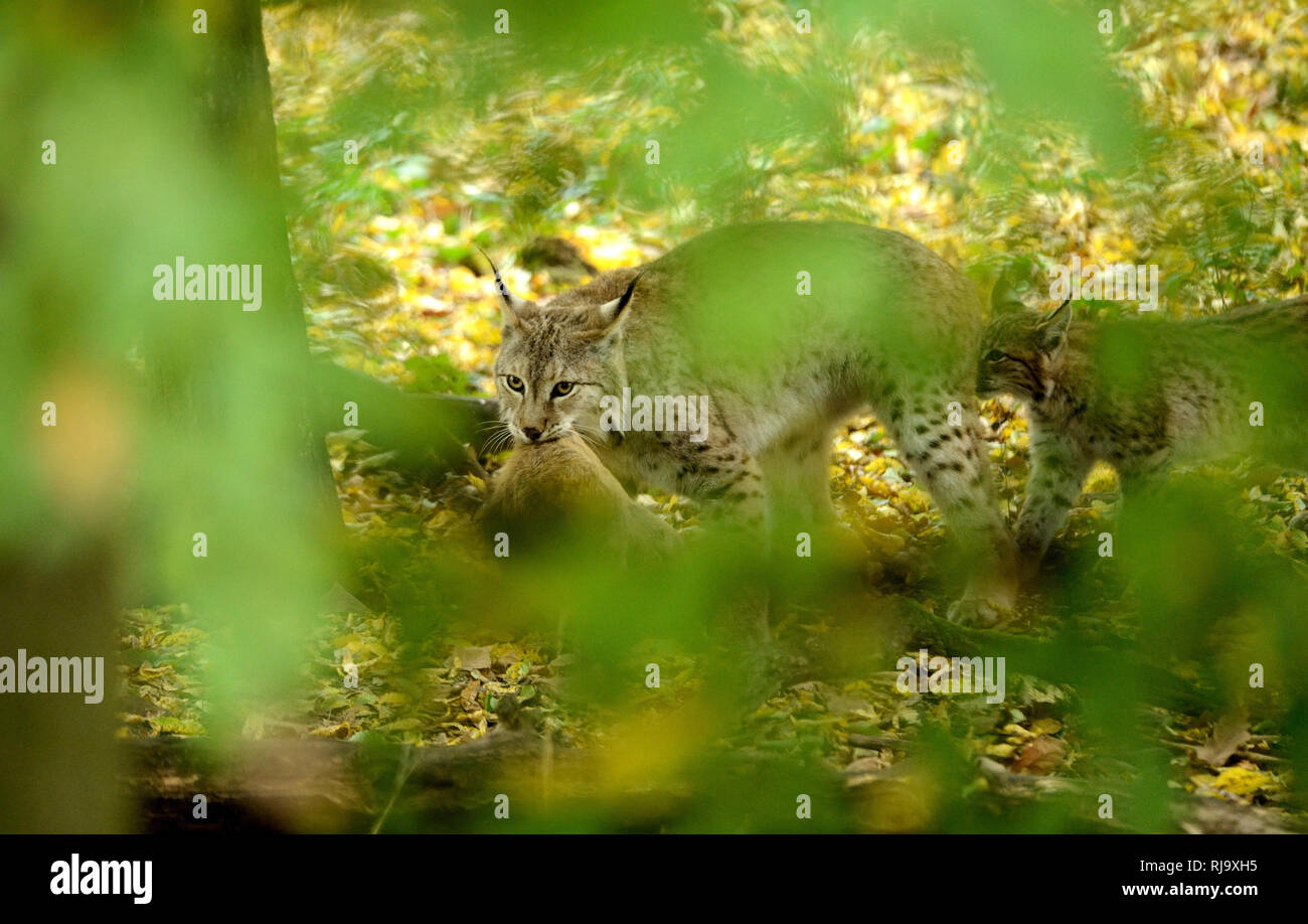 Luchse im Wald Stockfotografie - Alamy