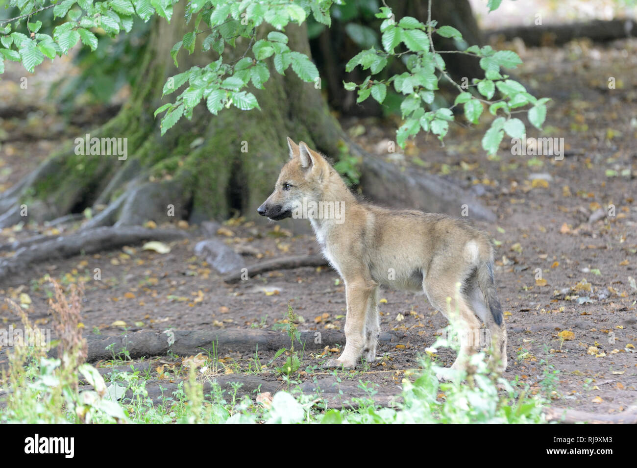Junge wölfe -Fotos und -Bildmaterial in hoher Auflösung – Alamy