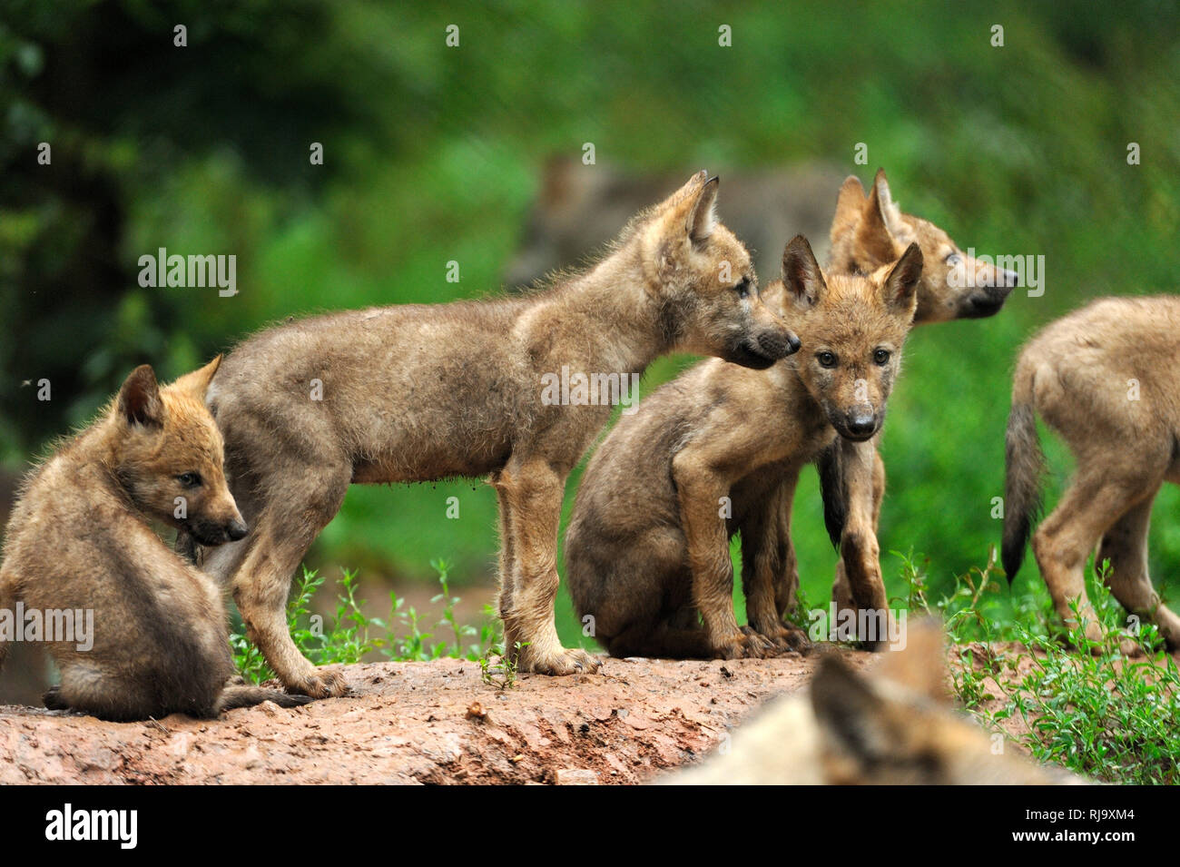 Wolf junge -Fotos und -Bildmaterial in hoher Auflösung – Alamy
