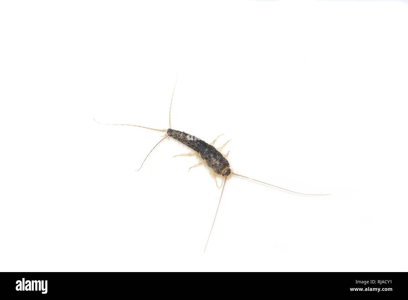 Langschwanz insekt Ausgeschnittene Stockfotos und -bilder - Alamy