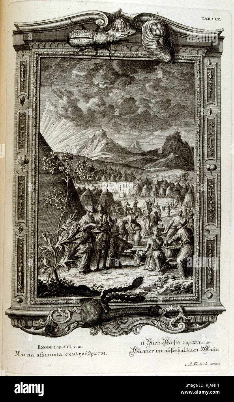 Sammlung von Manna, entsprechend der Hebräischen Bibel, als die Söhne ...