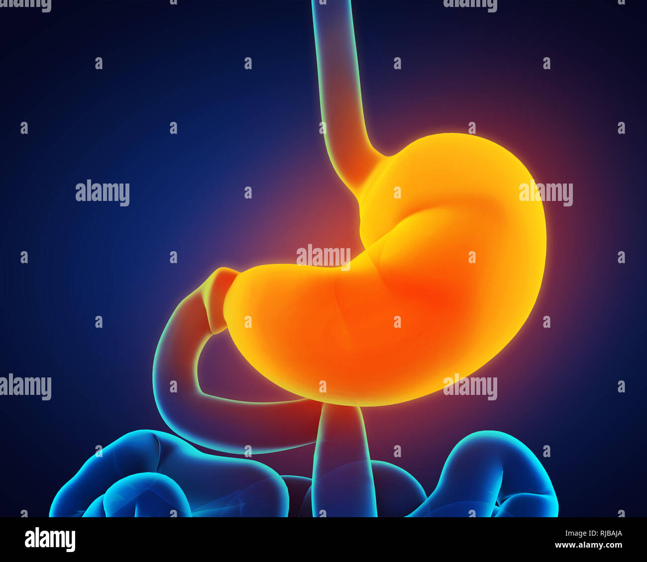 Anatomie der menschlichen Magen Stockfotografie - Alamy