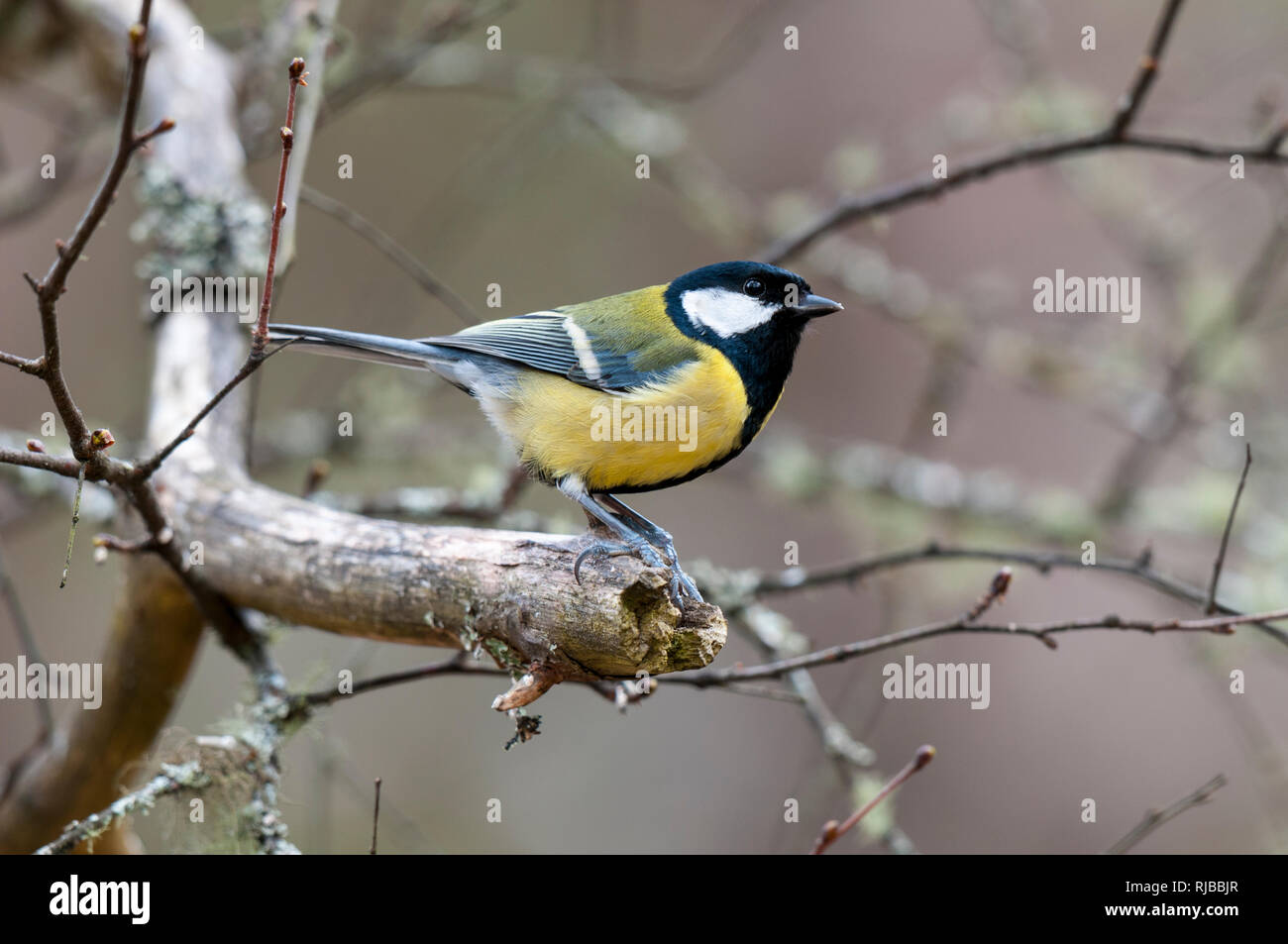 Kohlmeise (Parus major) auf einem defekten Niederlassung bei RSPB Loch ...