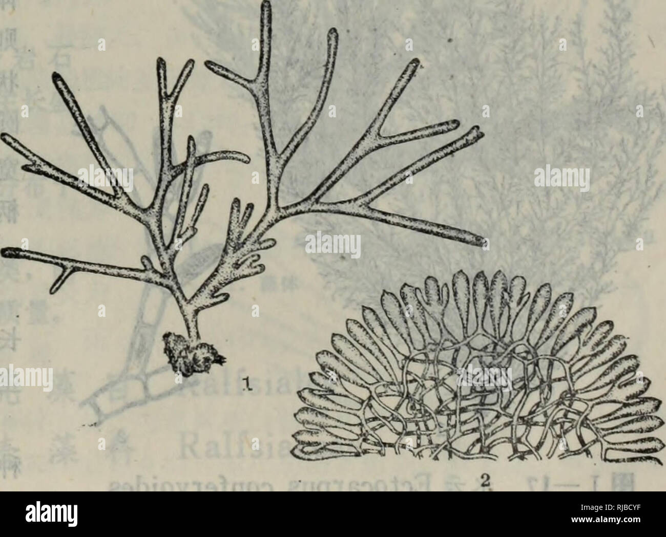 Codium fragile -Fotos und -Bildmaterial in hoher Auflösung – Alamy