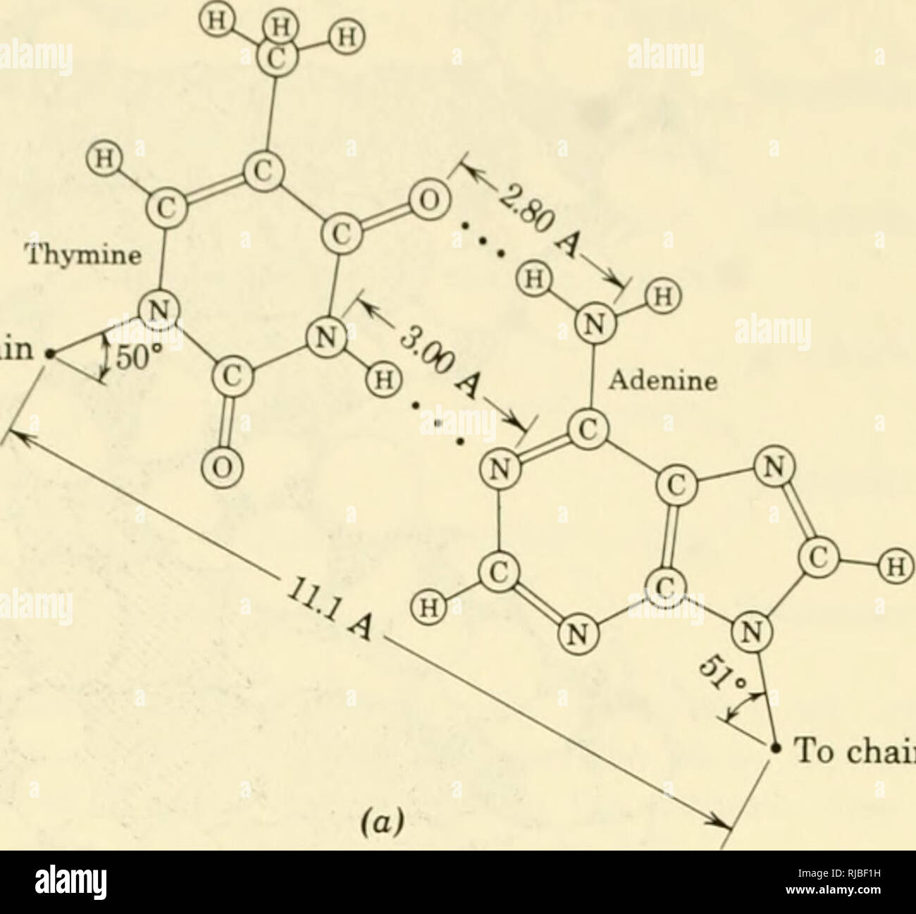 Pauling corey dna -Fotos und -Bildmaterial in hoher Auflösung – Alamy