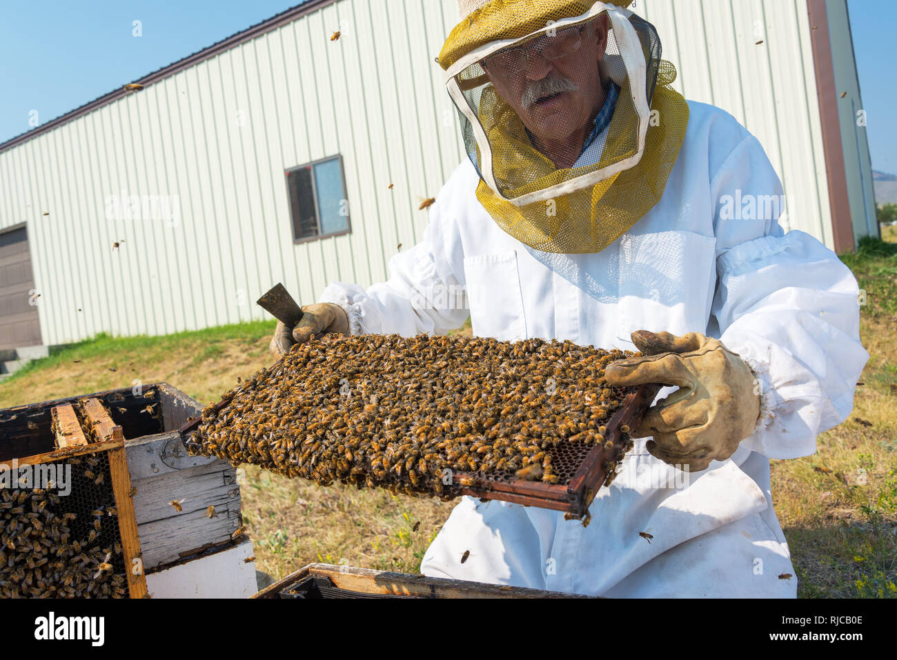 Beekeeper suit -Fotos und -Bildmaterial in hoher Auflösung – Alamy