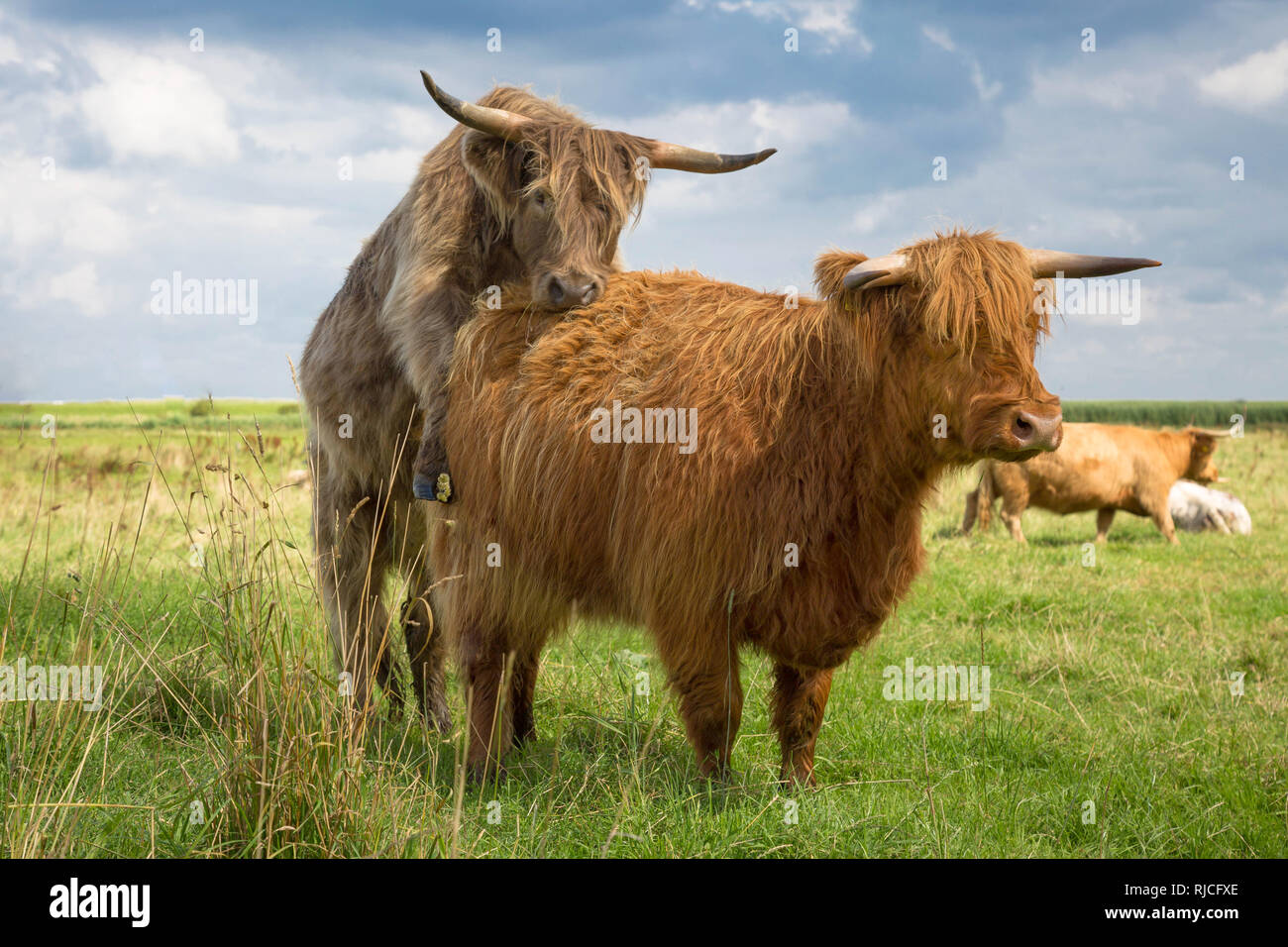 Galloway Rinder in der Natur Stockfotografie - Alamy