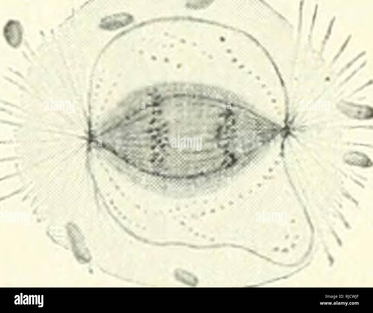 Mitose Anaphase Prophase Stockfotos und -bilder Kaufen - Alamy