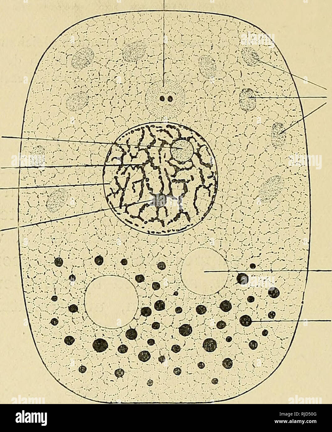 . Die Zelle in der Entwicklung und Vererbung. Zellen, Zellen. Uhr ...