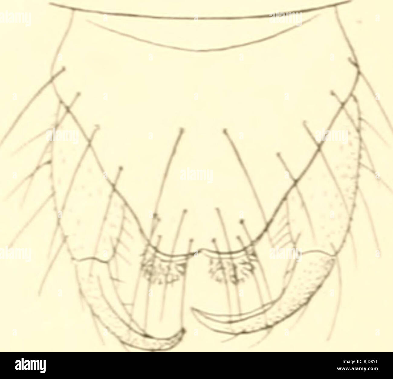 . Ceratopogoninae de Belgique. Diptera: ceratopogonidae. M. UÂ ...