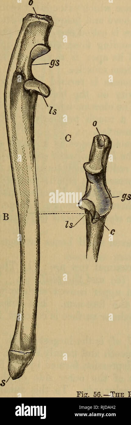 Processus styloideus der ulna -Fotos und -Bildmaterial in hoher ...