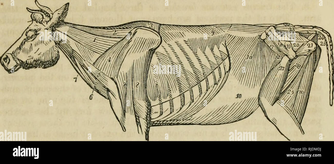 . Vieh. Rinder Rinder. Anatomie des Halses und der Brust. 211 1. Die ...