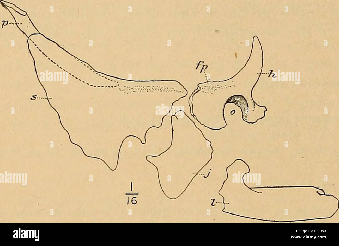 . Der Ceratopsia. Ceratopsia. 94 DIE CERATOPSIA.. Red Deer River ...