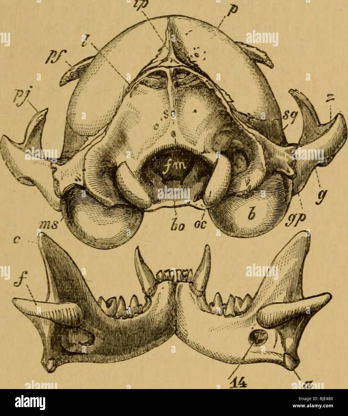 Katzen skelett anatomie -Fotos und -Bildmaterial in hoher Auflösung – Alamy