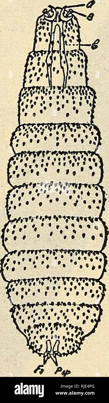 . Das Vieh Maden oder ox warbles, ihre biologies und Vorschläge für die ...