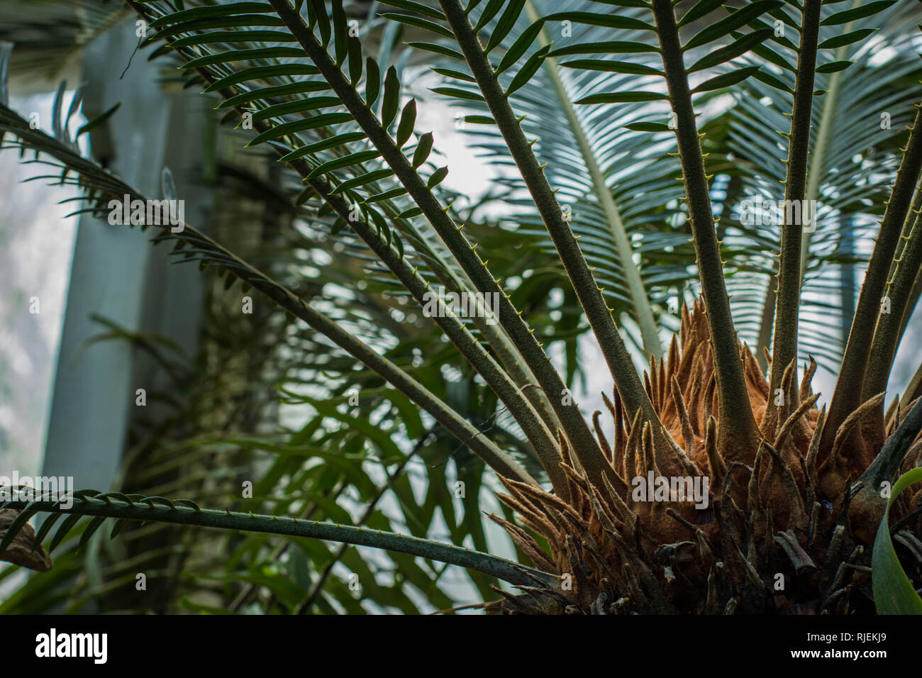 Female sago palm cycas revoluta -Fotos und -Bildmaterial in hoher ...