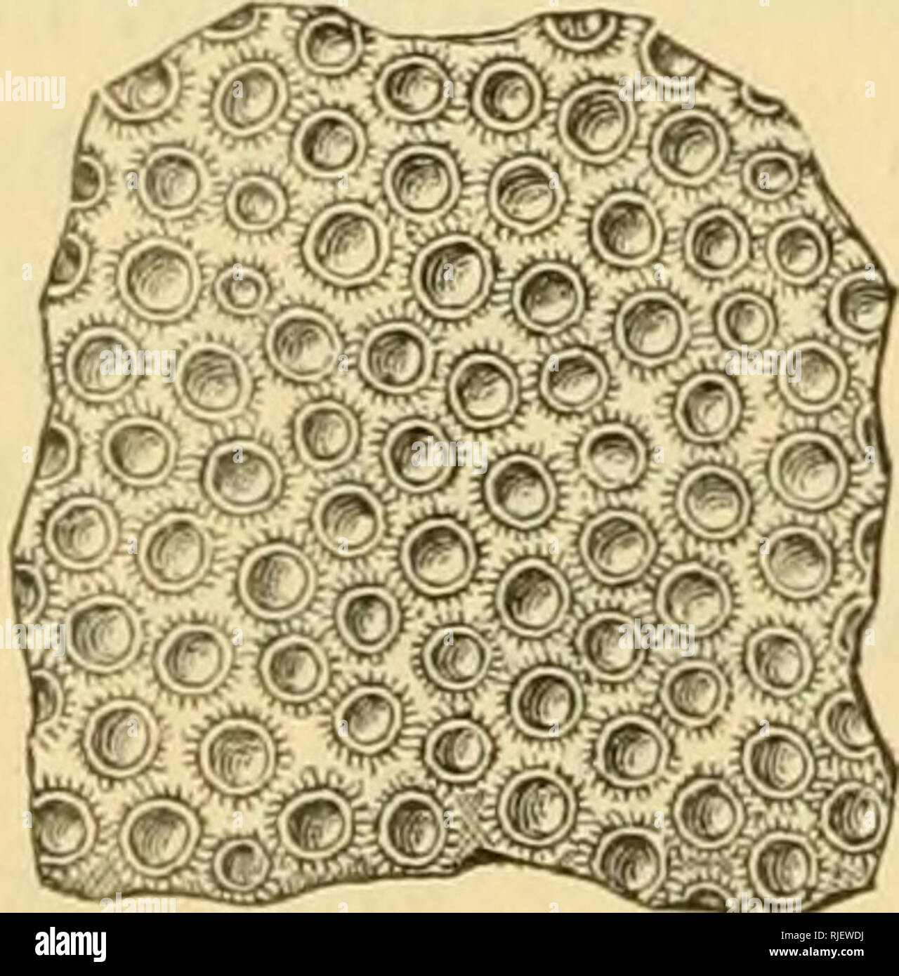 . Kataloge der Silur Fossilien der Insel Anticosti, mit Beschreibungen ...