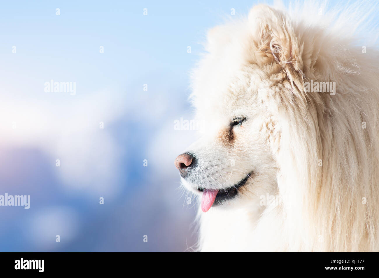 Pedigree samoyed -Fotos und -Bildmaterial in hoher Auflösung – Alamy