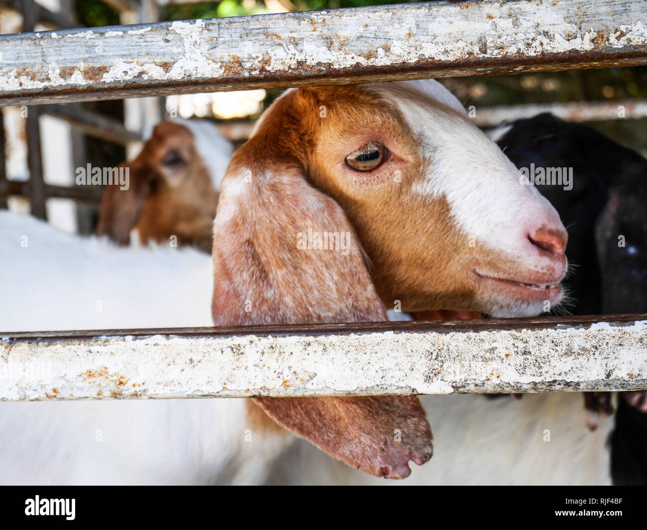 Ziege aussehen -Fotos und -Bildmaterial in hoher Auflösung – Alamy