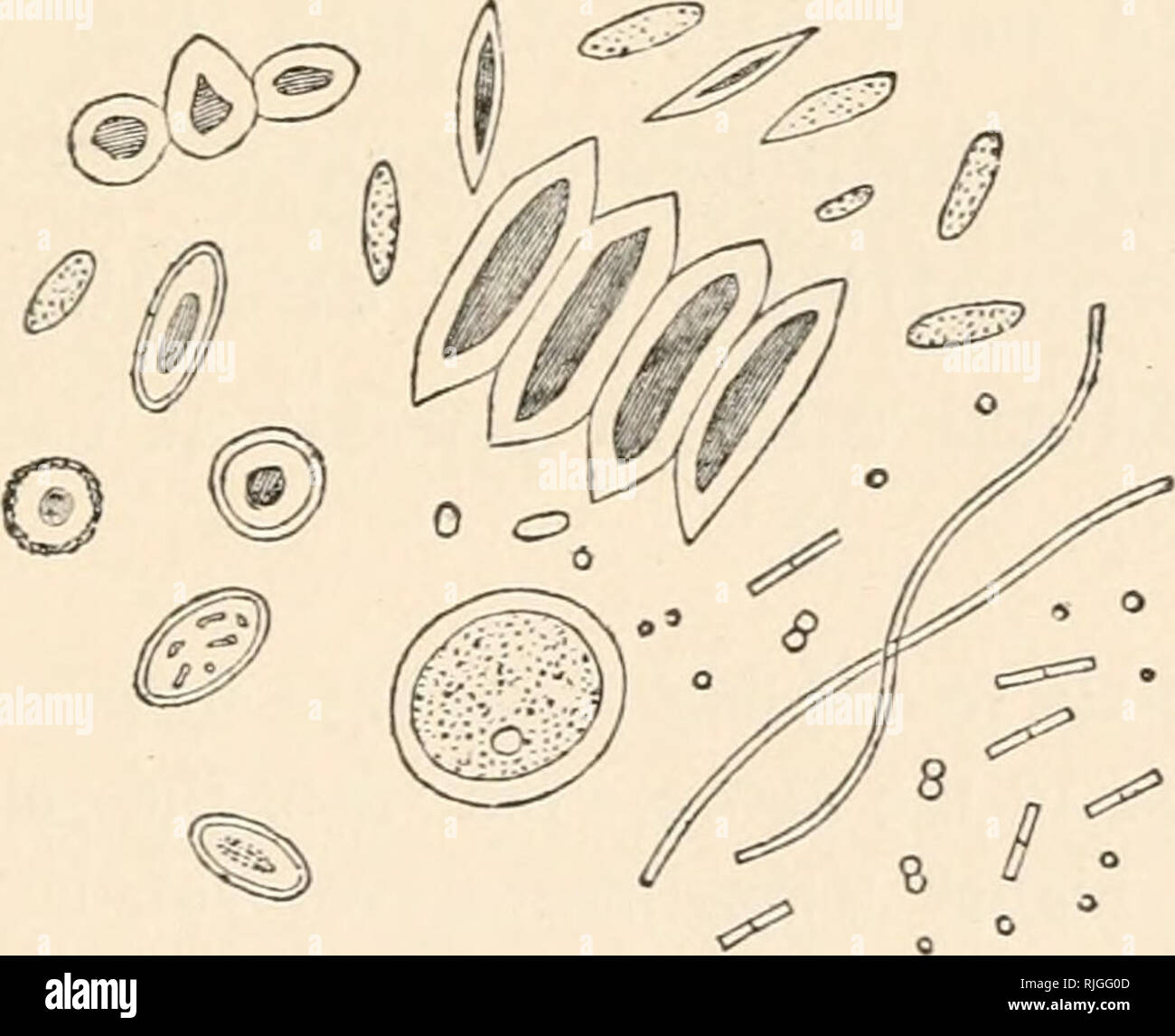 Bestehend aus zwei oder mehr verschiedenen organismen -Fotos und ...
