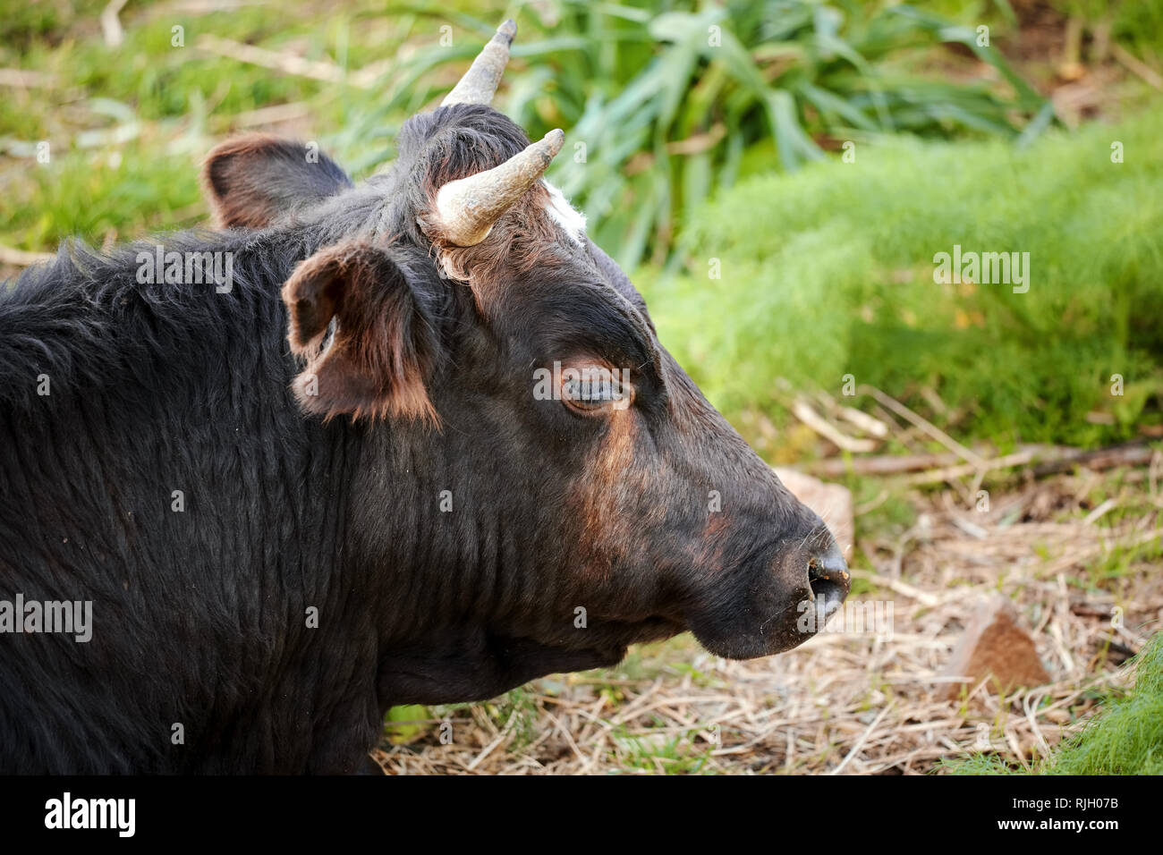 Dexter kalb -Fotos und -Bildmaterial in hoher Auflösung – Alamy