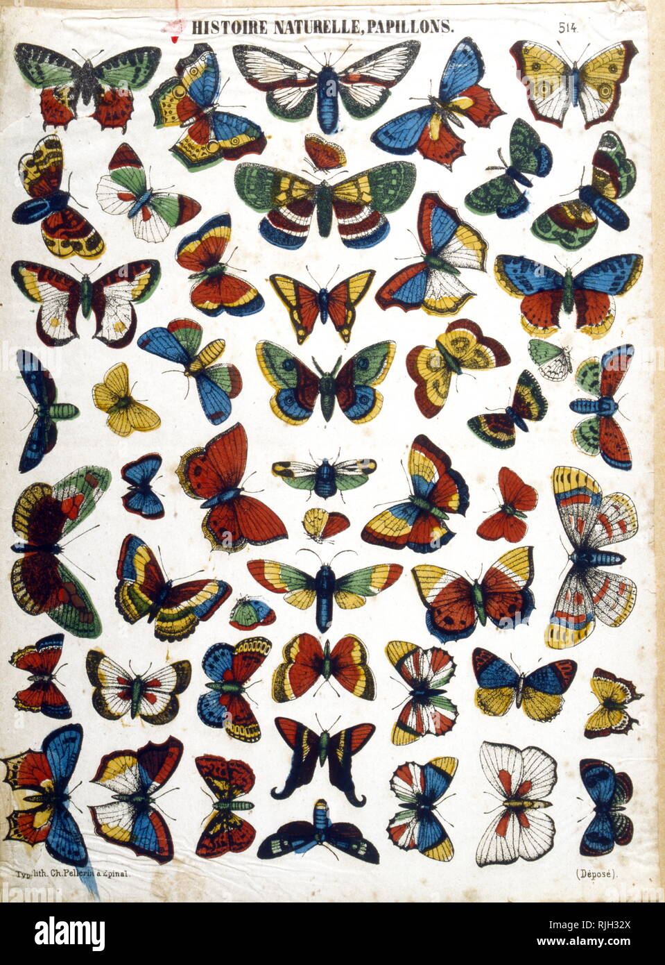 Schmetterlinge schmetterlinge -Fotos und -Bildmaterial in hoher ...