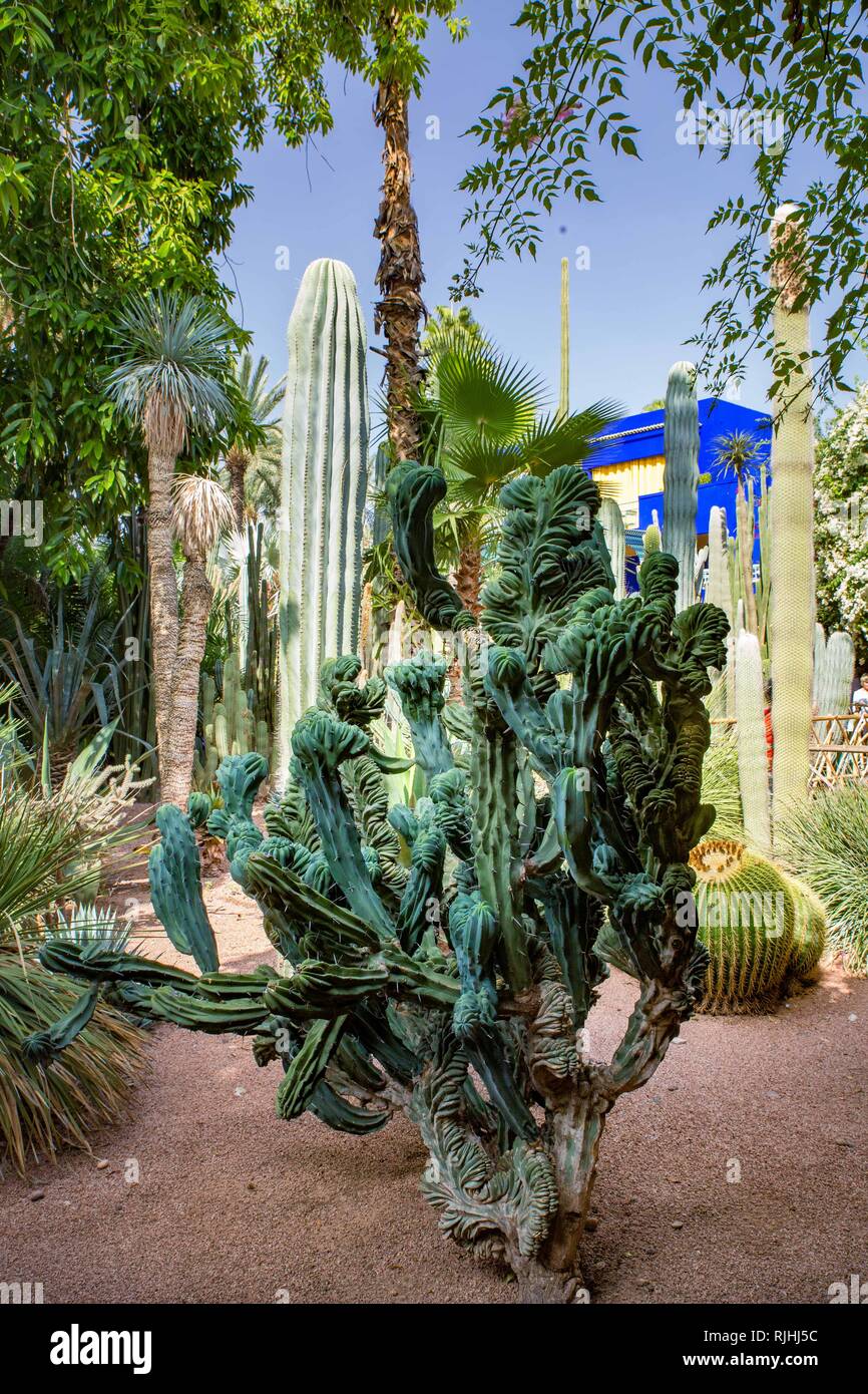 Cactus with personality -Fotos und -Bildmaterial in hoher Auflösung – Alamy