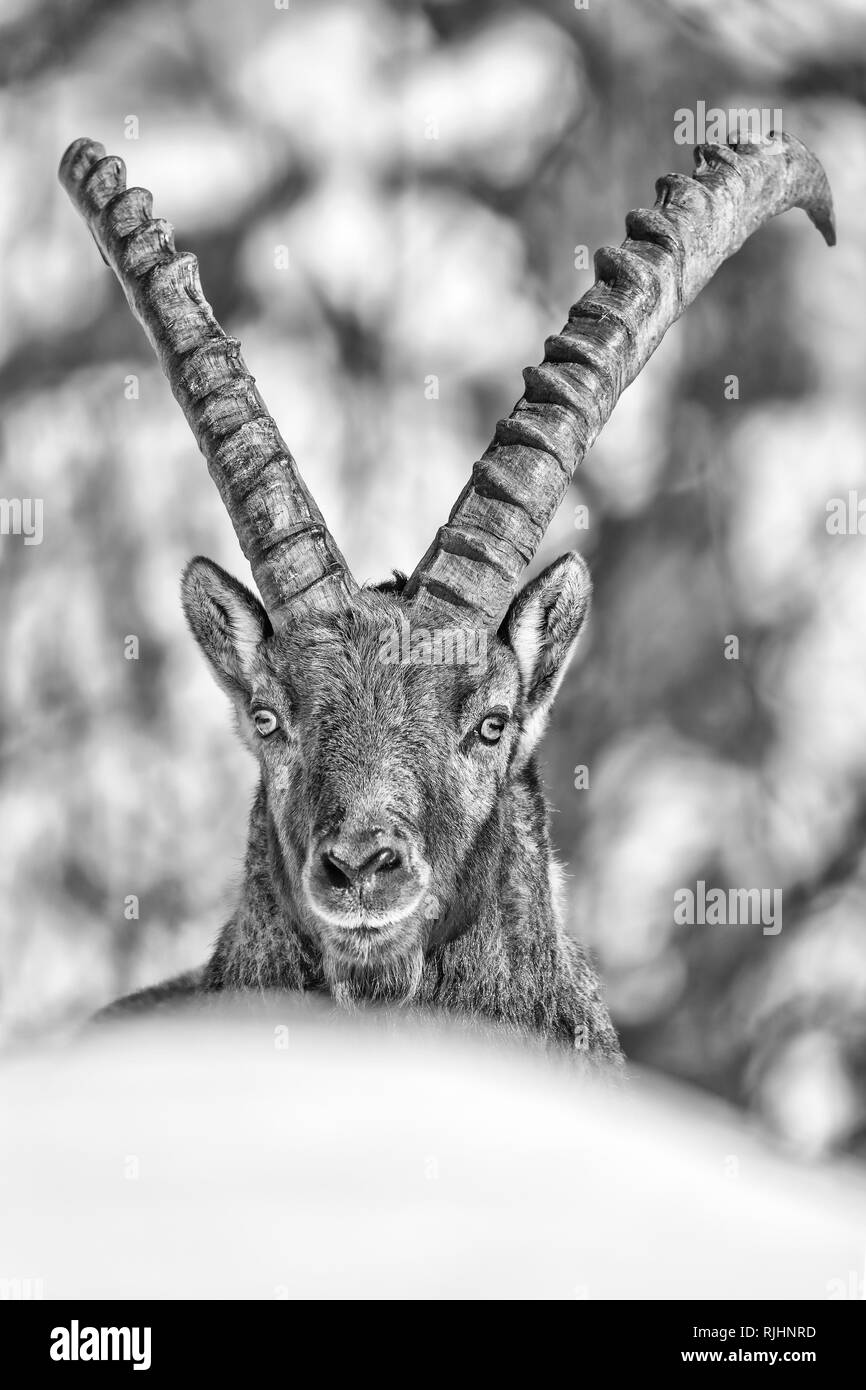 Alpensteinbock capra steinbock in felswand -Fotos und -Bildmaterial in ...