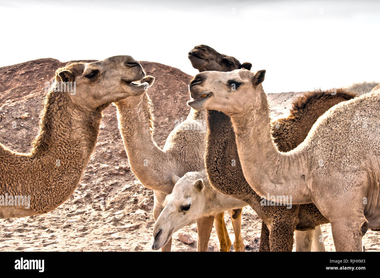 Camel family -Fotos und -Bildmaterial in hoher Auflösung – Alamy