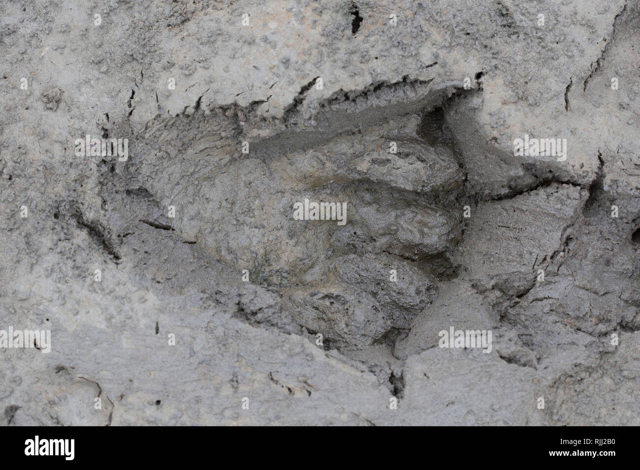 Europäischer Biber (Castor Fiber). Footprint der Hinterpfote im Sand ...