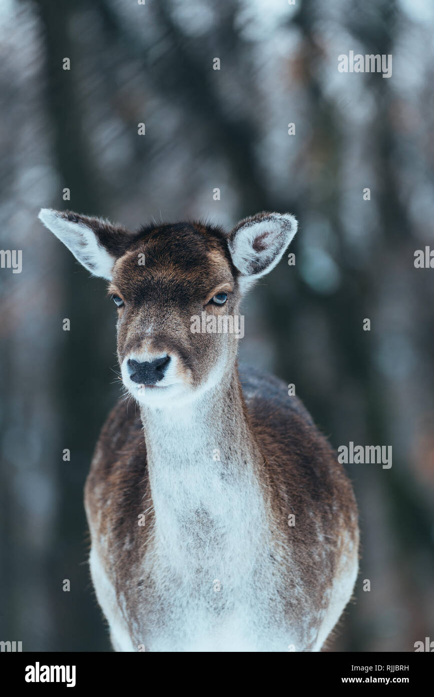 Weiblicher Winter Stockfotos und -bilder Kaufen - Alamy