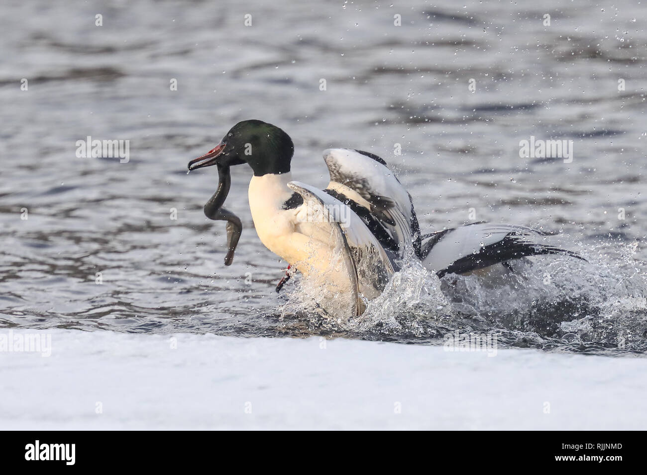 Neunauge essen -Fotos und -Bildmaterial in hoher Auflösung – Alamy