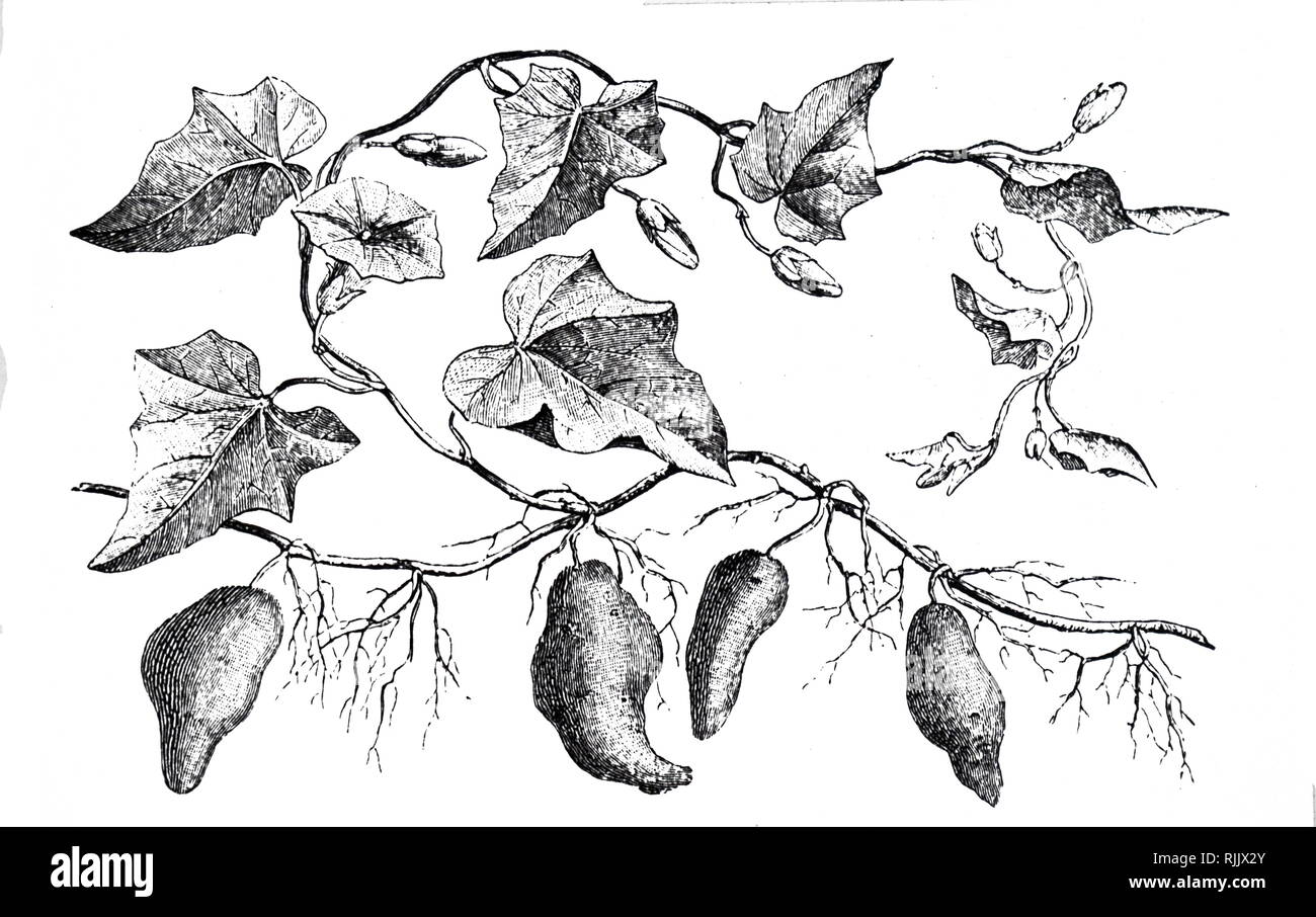 Batatus edulis -Fotos und -Bildmaterial in hoher Auflösung – Alamy