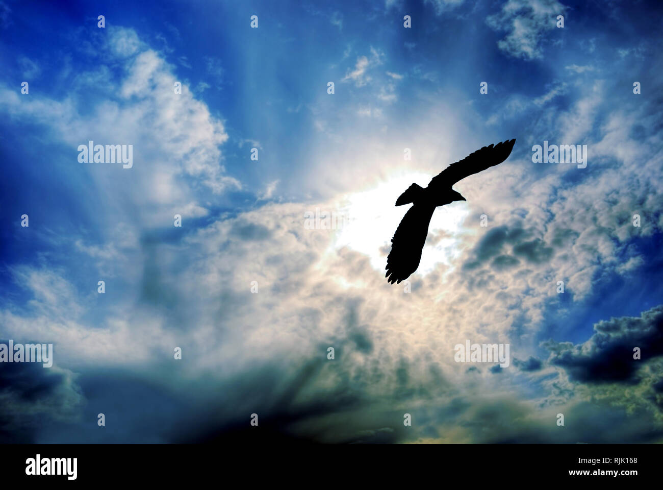 Ein Adler fliegen in Silhouette gegen den Himmel mit Wolken und Sonne ...