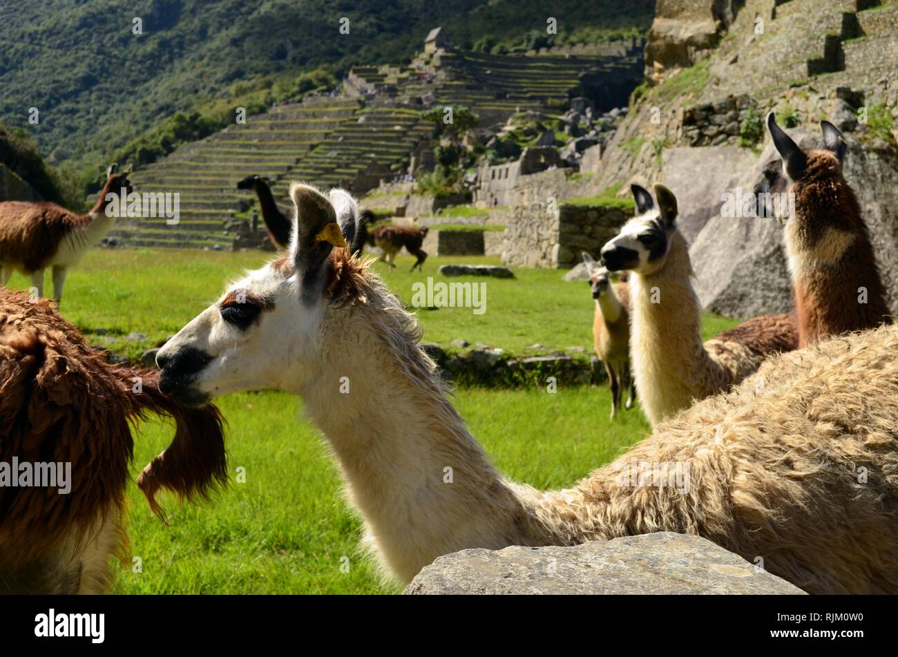 Lamas von peru -Fotos und -Bildmaterial in hoher Auflösung – Alamy