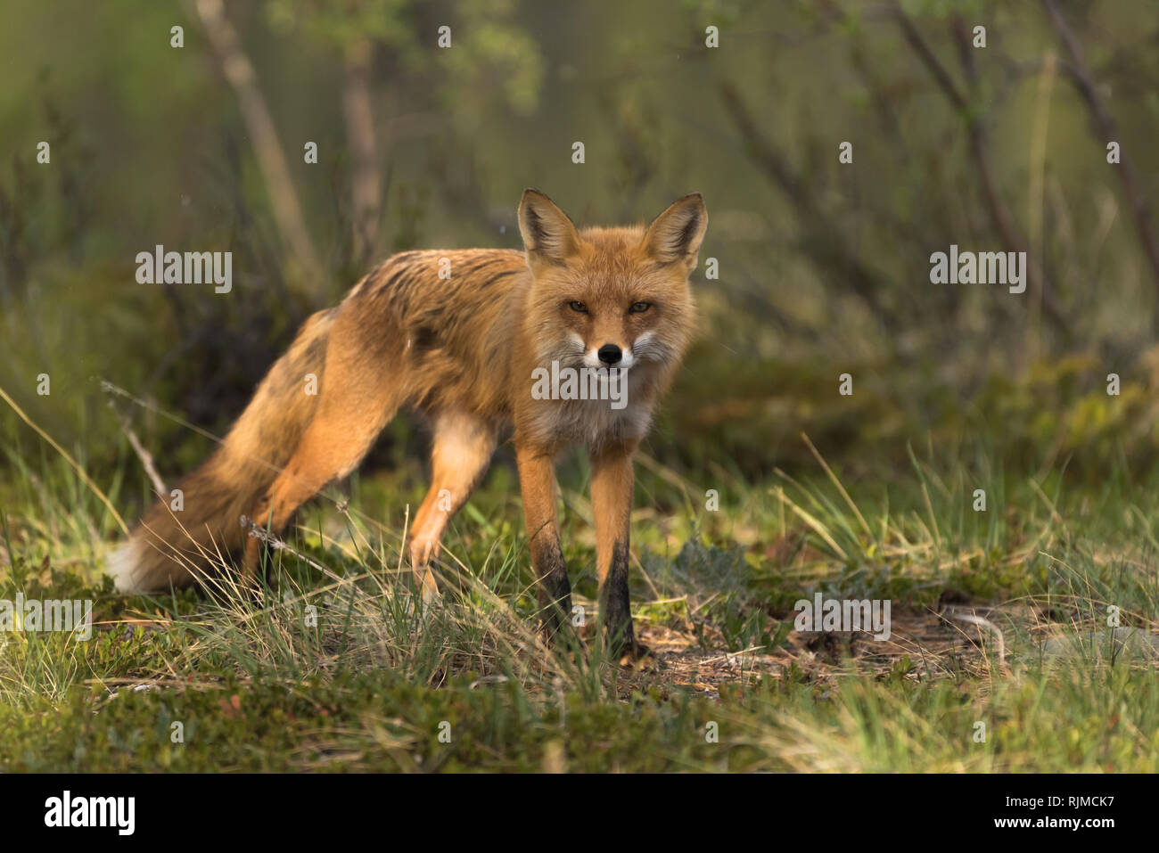 Fuchs (Vulpes vulpes) Mutter im Wald, Whitehorse, Yukon Territory ...