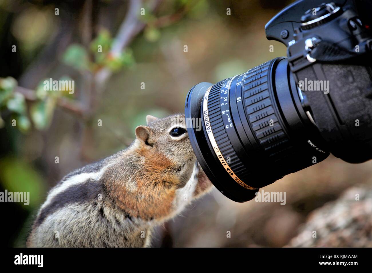 Neugieriges wildes tier -Fotos und -Bildmaterial in hoher Auflösung – Alamy