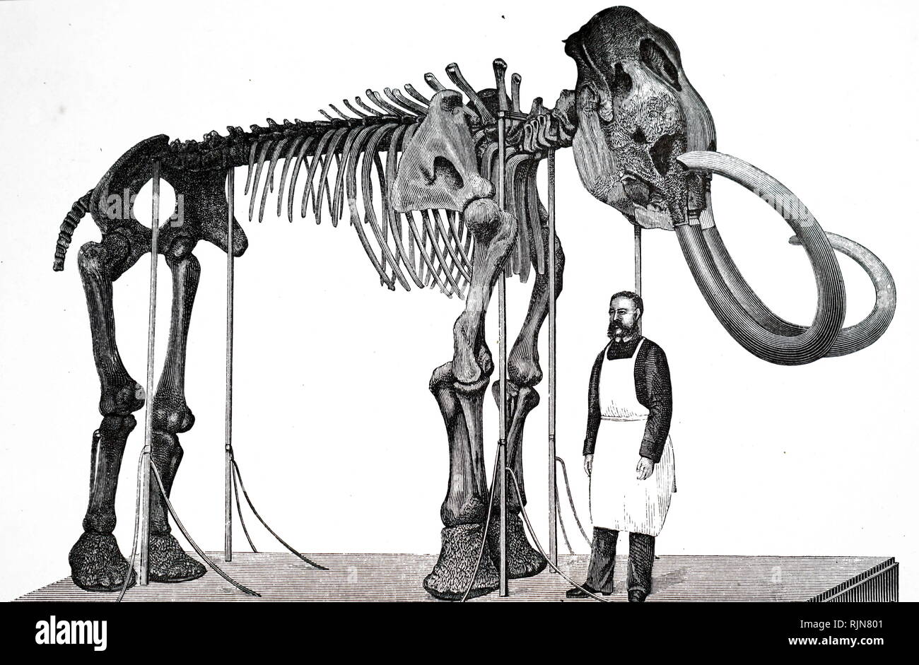 Mammut museum mammut skelett mammuthus -Fotos und -Bildmaterial in ...