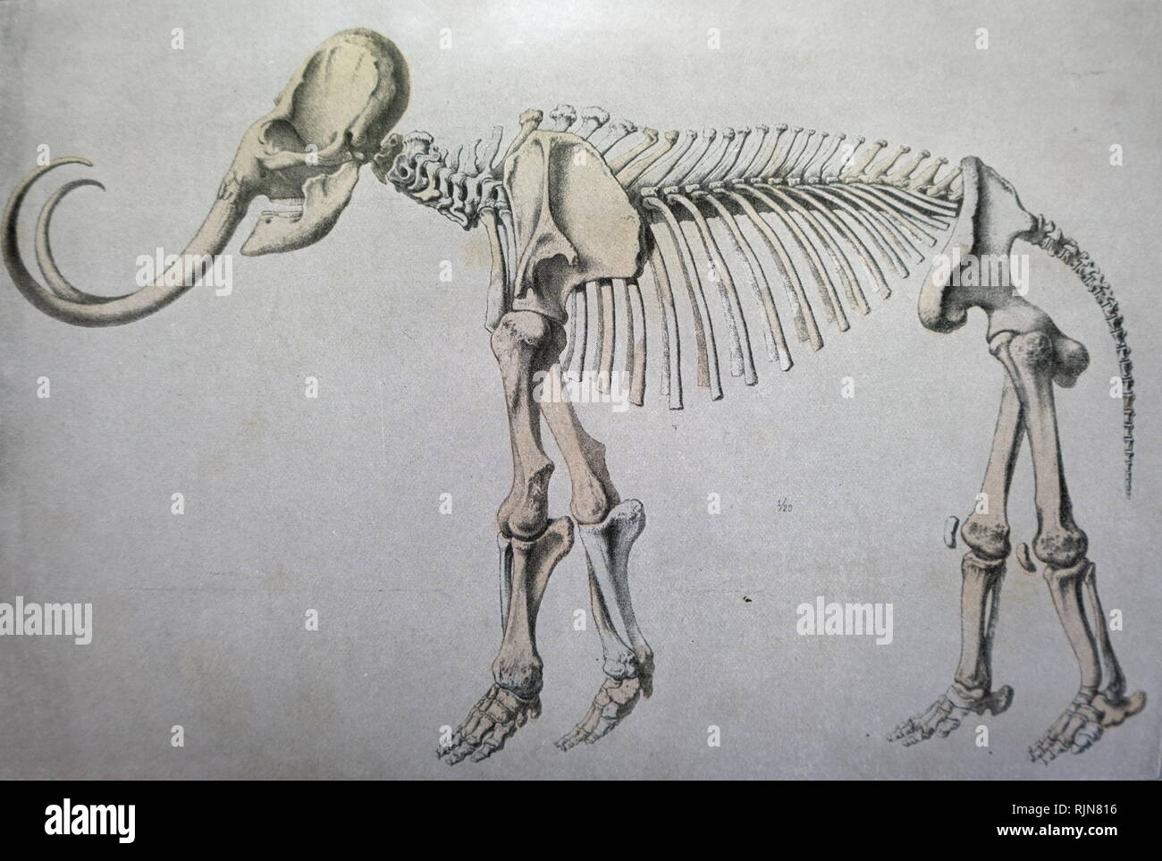 Mammut museum mammut skelett mammuthus -Fotos und -Bildmaterial in ...