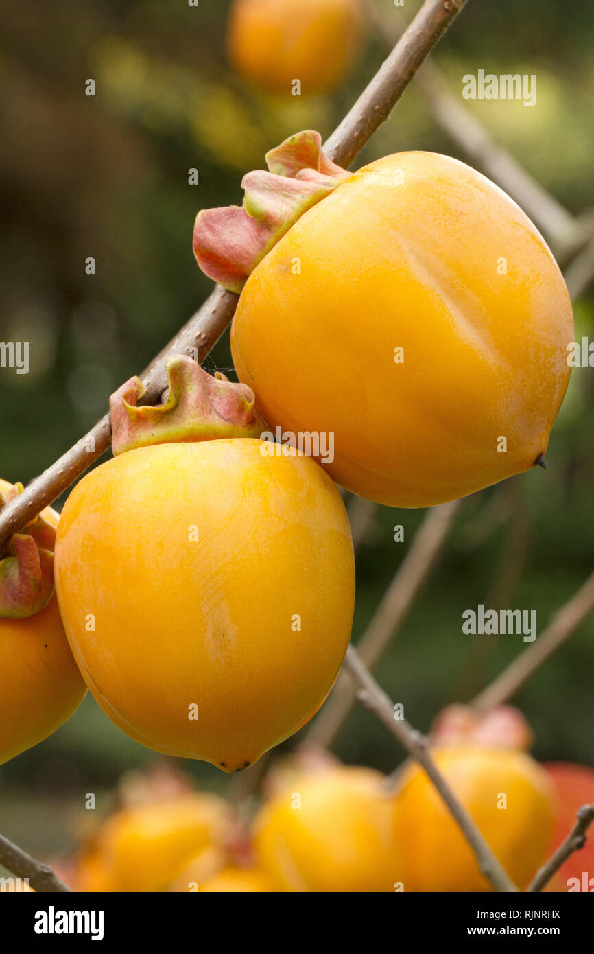 Frucht kaki diospyros -Fotos und -Bildmaterial in hoher Auflösung – Alamy