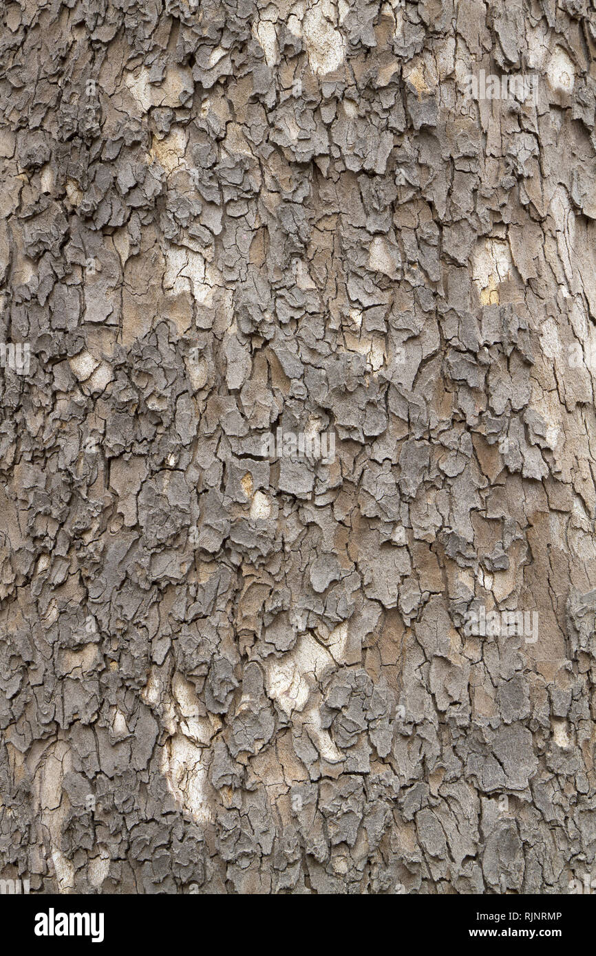 Amerikanische platane platanus occidentalis -Fotos und -Bildmaterial in ...