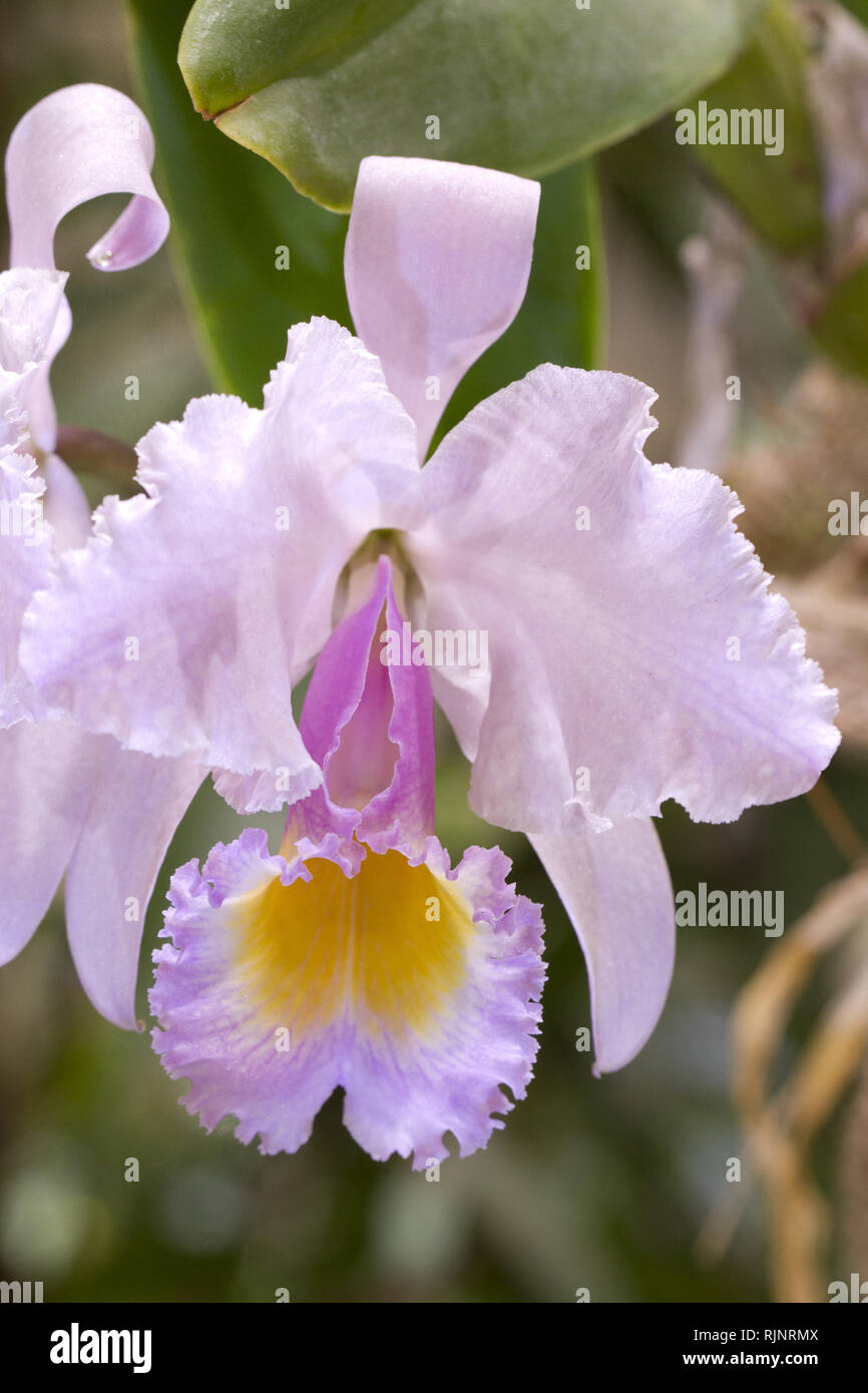 Cattleya cattleya sp -Fotos und -Bildmaterial in hoher Auflösung – Alamy