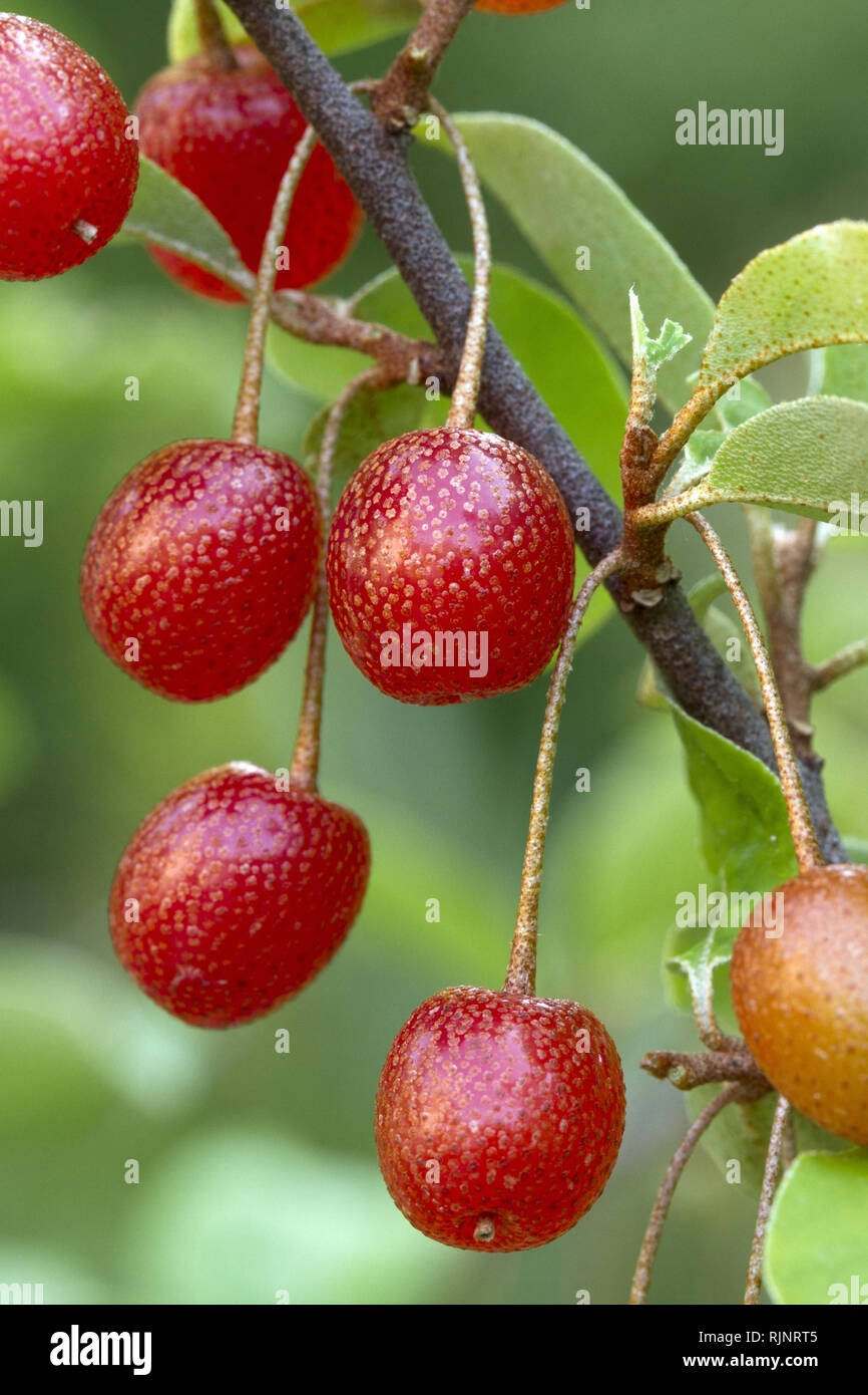Silberbeere Elaeagnus Sp Stockfotos und -bilder Kaufen - Alamy